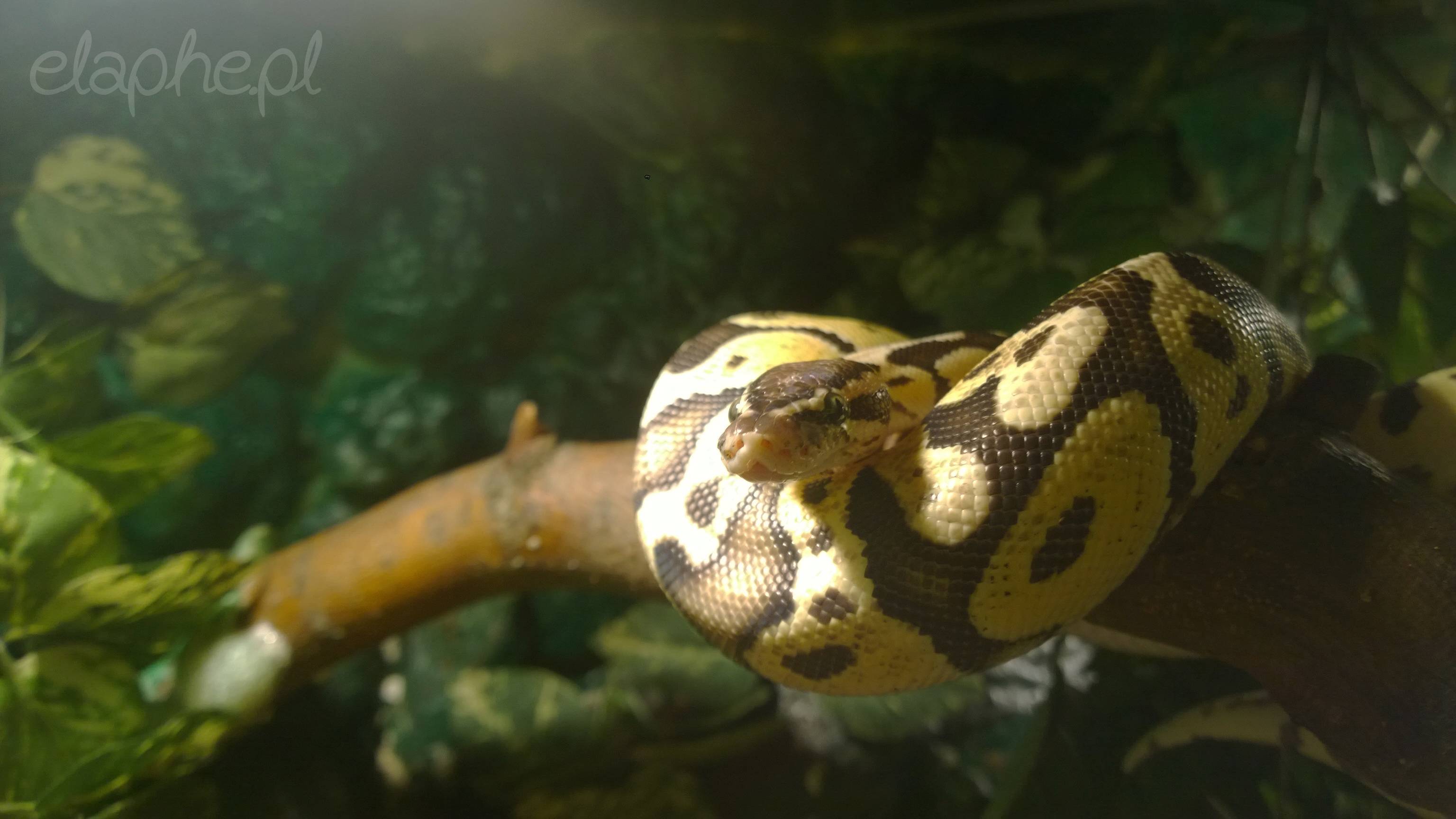 Firefly Tree Python 