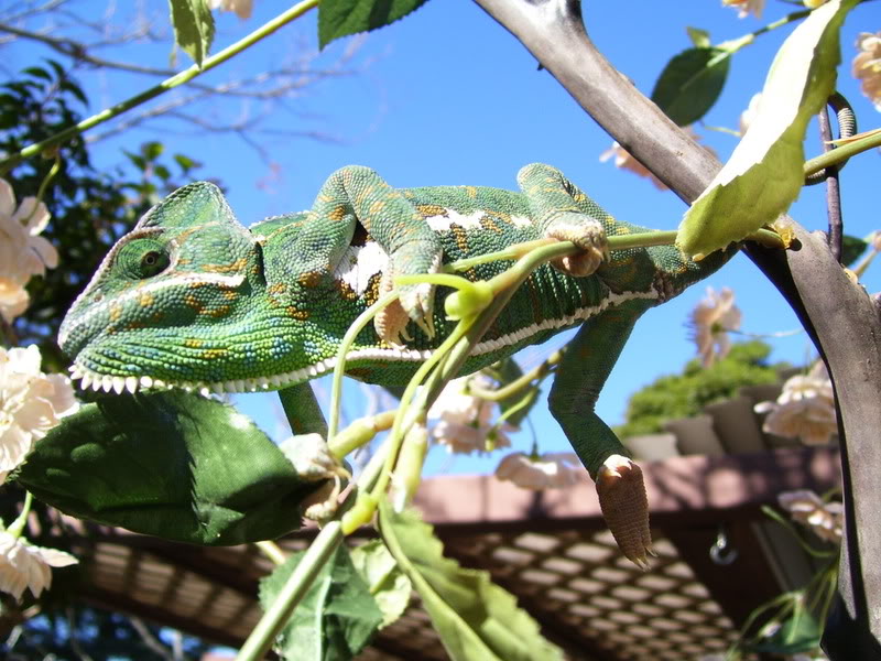 Veiled Chameleon Porn