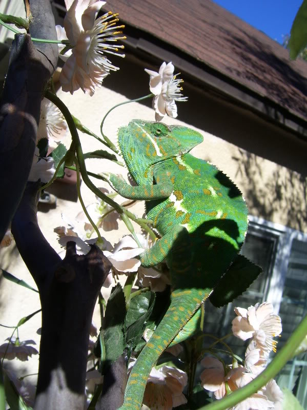 Veiled Chameleon Porn