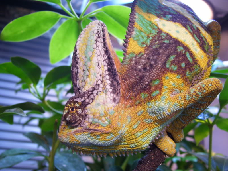 Veiled Chameleon Porn