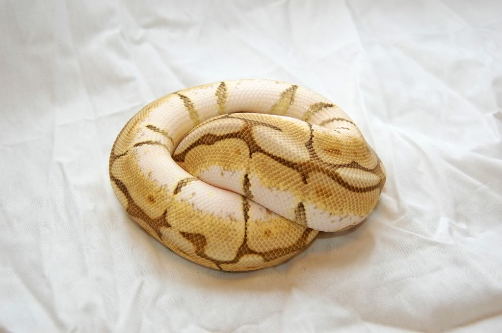 Show People Why Theyre Called Ball Pythons