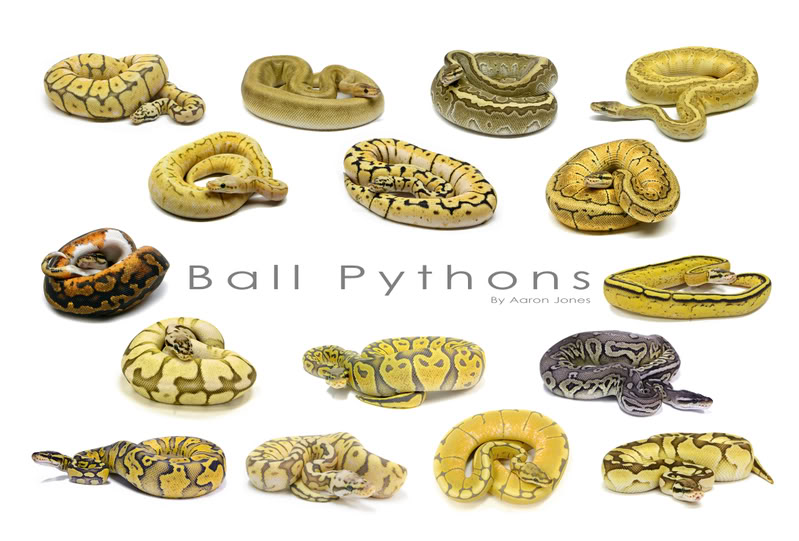 Ball Python Morphs Poster