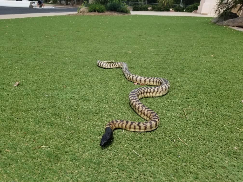 Black Headed Python Progression Thread Page 5