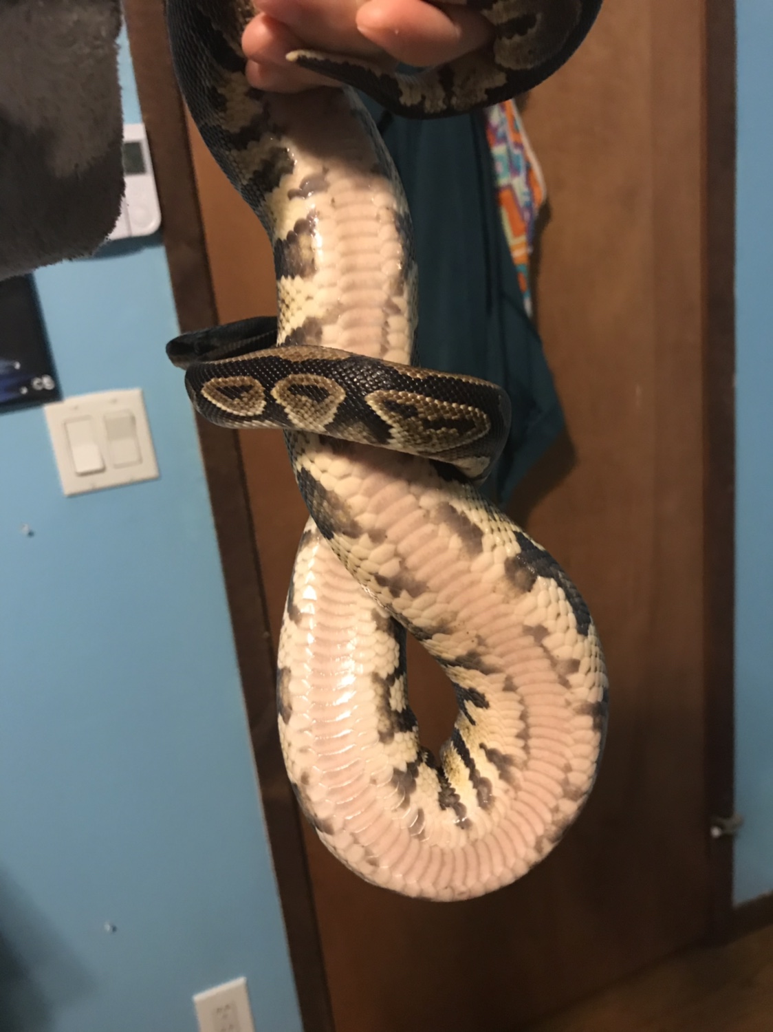 Pink Belly
