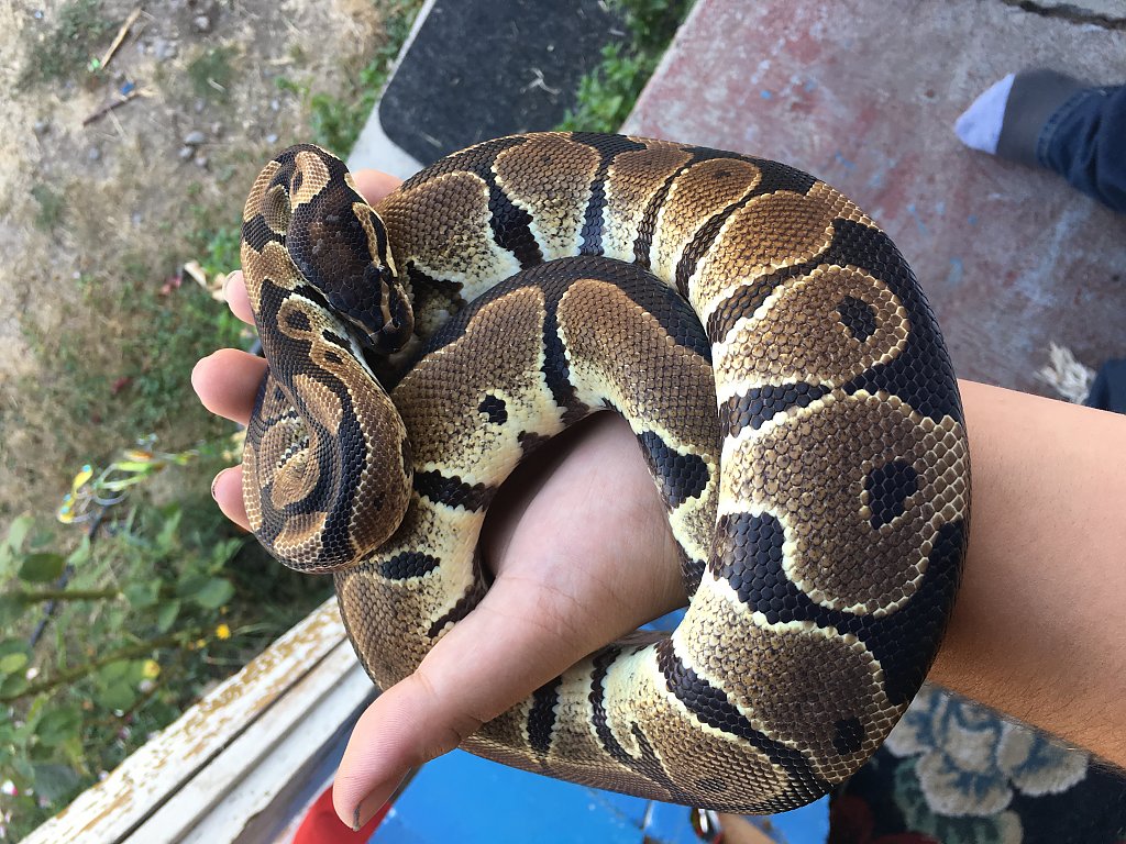 What Morph Is My Bp Ball Pythons Gallery