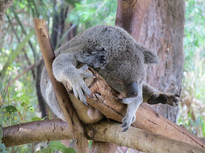 Adventures Down Under -- Seriously Overloaded with Pictures!!