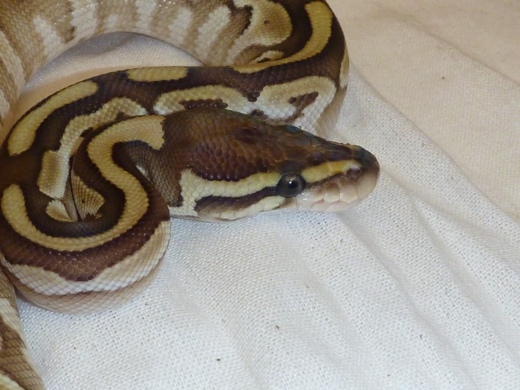 Lesser